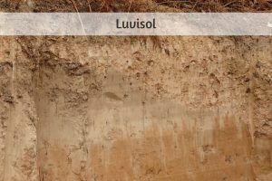 10+ Principales Tipos de Suelo - Construlabs